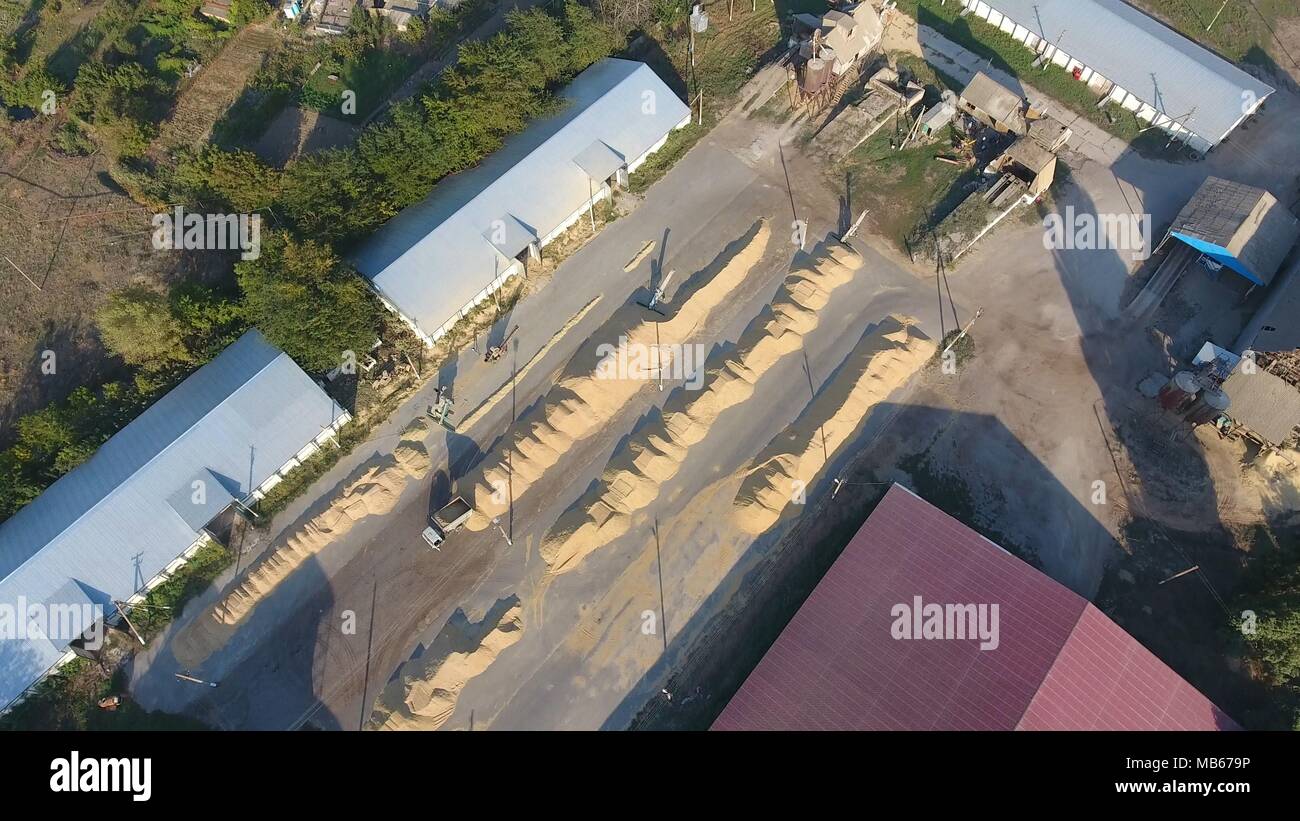 Hangar for storage of grain. A platform for drying and sintering grain ...