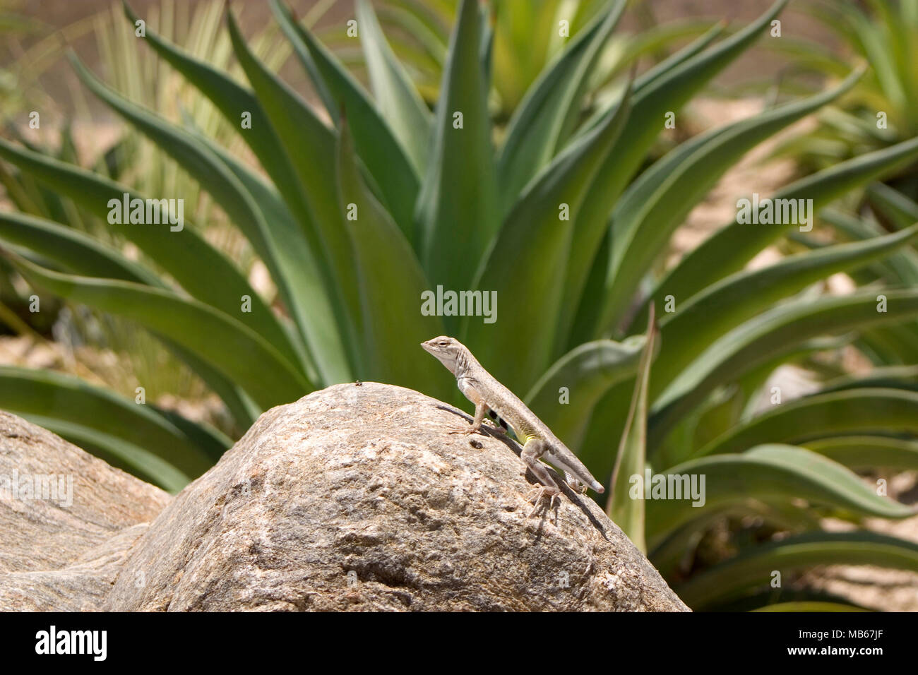Lizard with broken tail hi-res stock photography and images - Alamy
