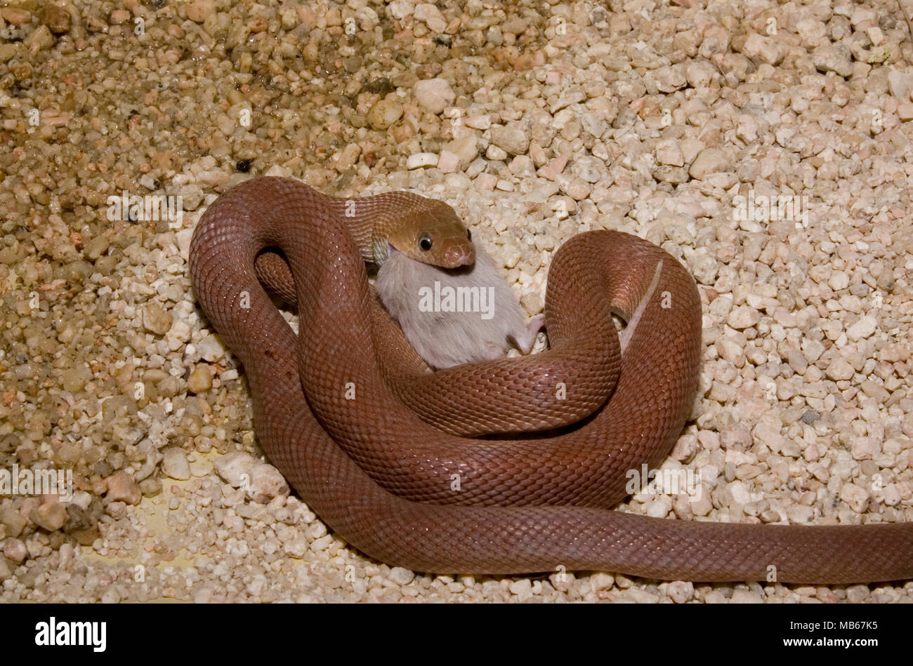 Desert rodent eating hi-res stock photography and images - Alamy