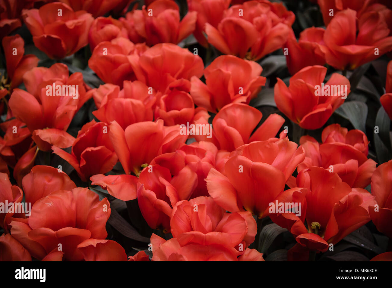 Sheep with grass texture hi-res stock photography and images - Alamy