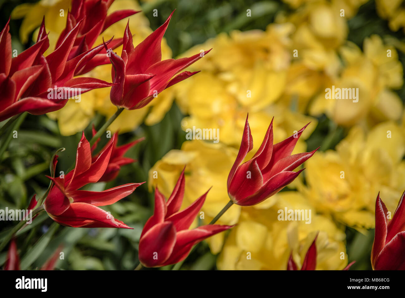 Pointy things hi-res stock photography and images - Alamy
