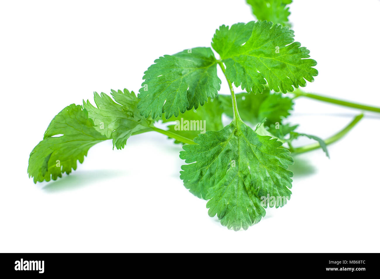 close-up of coriander leaves isolated on white background Stock Photo ...