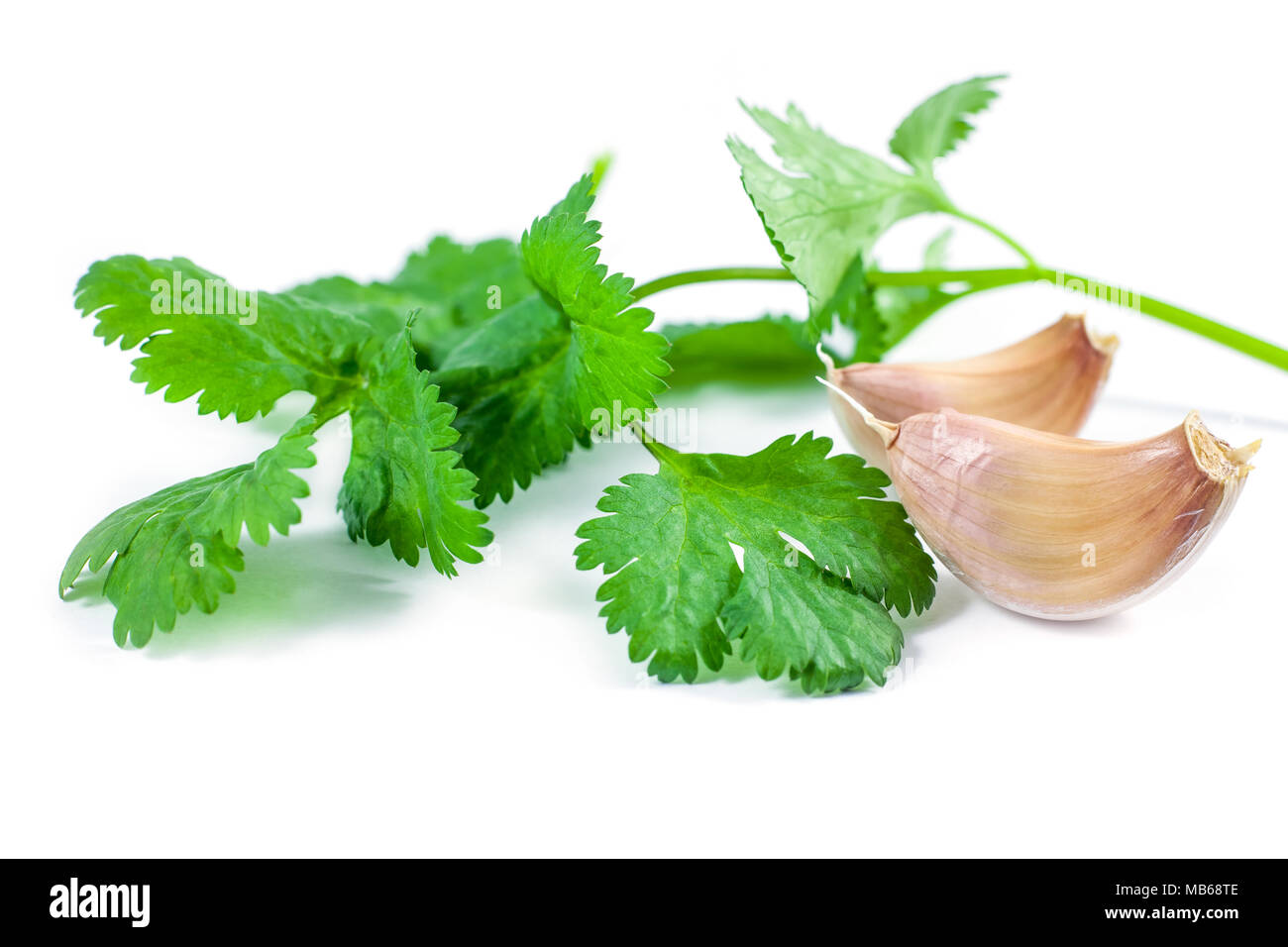 close-up of coriander leaves and garlic isolated on white background ...