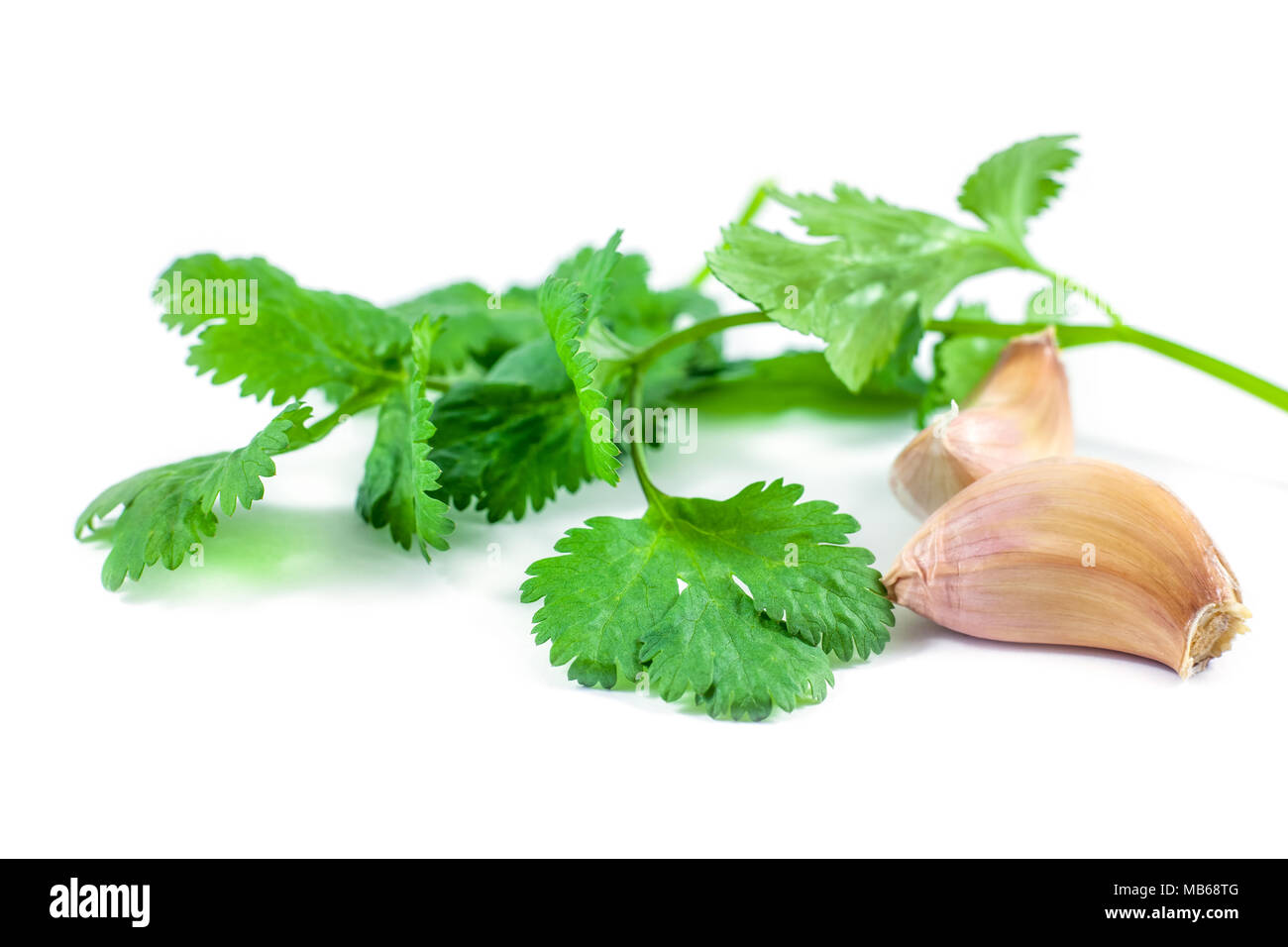 close-up of coriander leaves and garlic isolated on white background ...