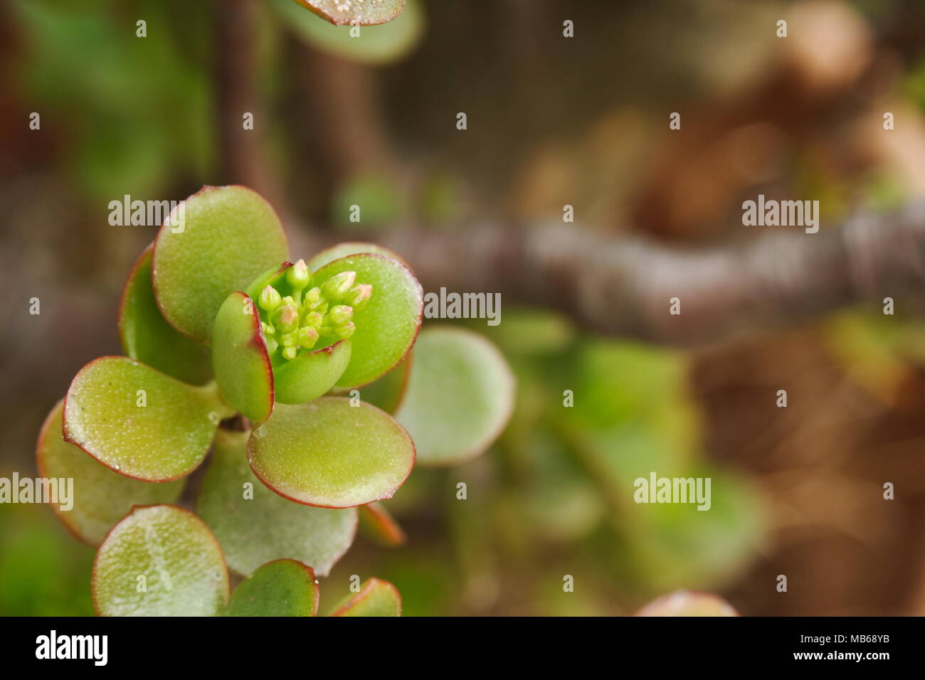 Crassula ovata flowering Stock Photo - Alamy