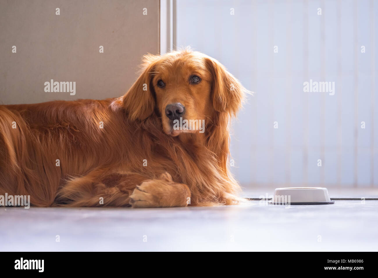 Cute golden retriever on the ground Stock Photo - Alamy