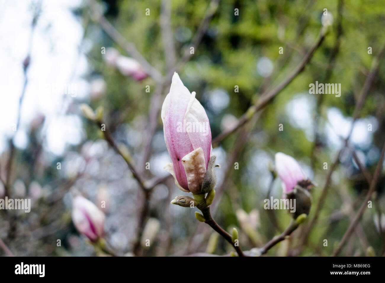 Magnolia grandiflora magnolias hi-res stock photography and images - Alamy