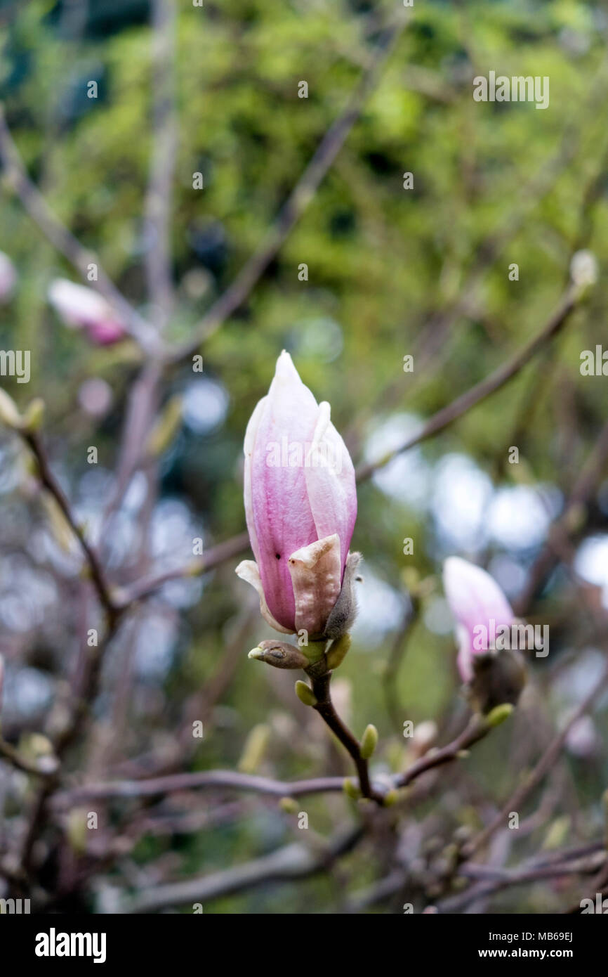 Magnolia grandiflora magnolias hi-res stock photography and images - Alamy