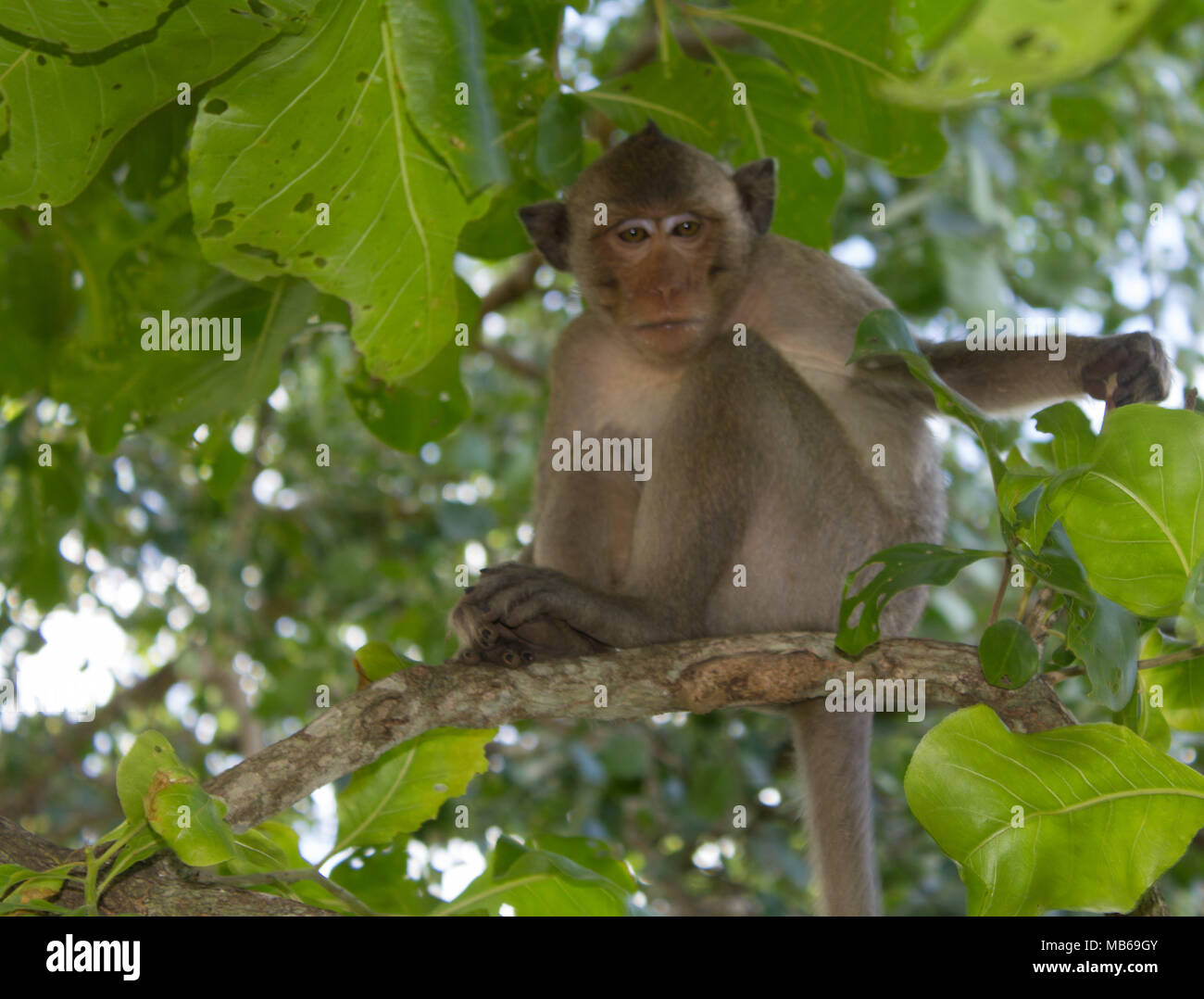 Cambodian wildlife hi-res stock photography and images - Alamy