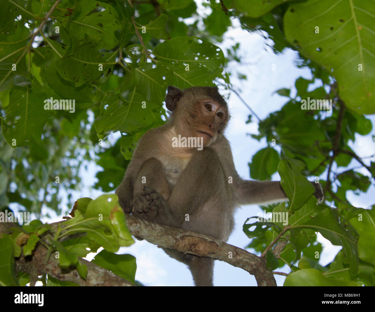 A beautiful Macaque Monkey poses for the camera at the Temples of ...