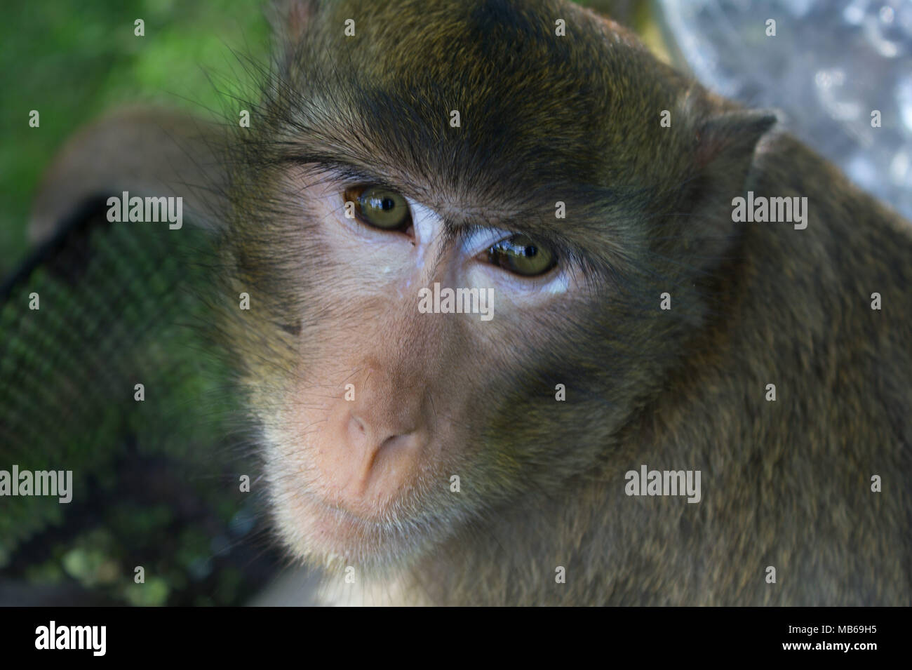 A beautiful Macaque Monkey poses for the camera at the Temples of ...