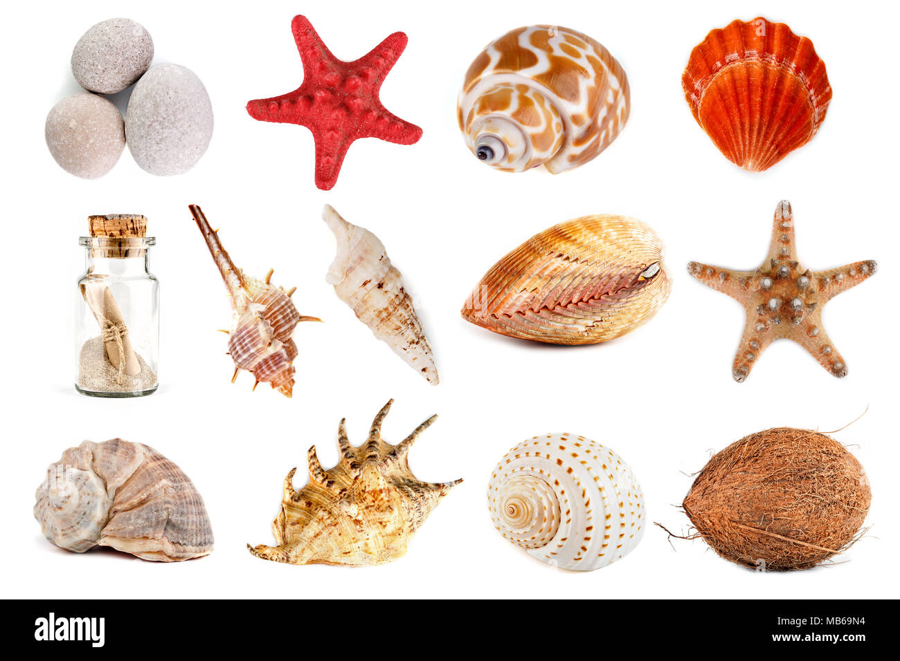Seashells, starfish, pebbles, and coconut on a white background ...