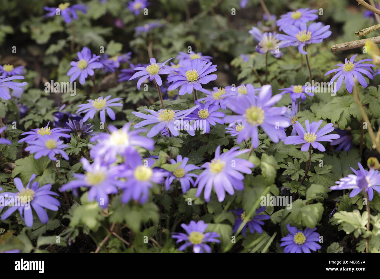 Anemone blanda a beautiful blue spring flower Stock Photo - Alamy