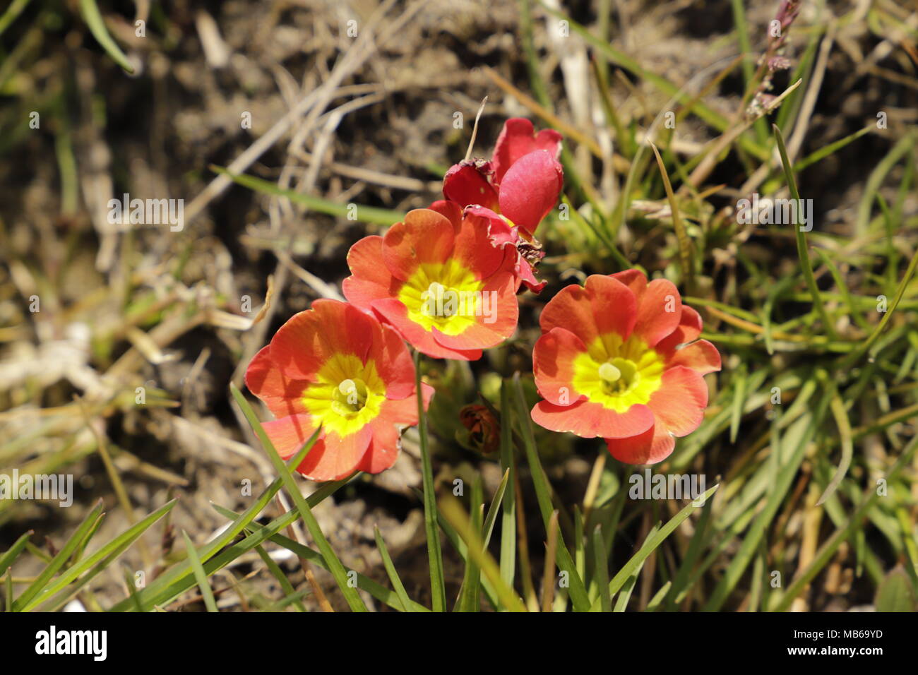 primrose colors in the spring Stock Photo - Alamy