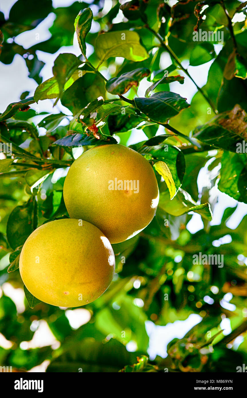 Two grapefruits growing on the tree Stock Photo - Alamy