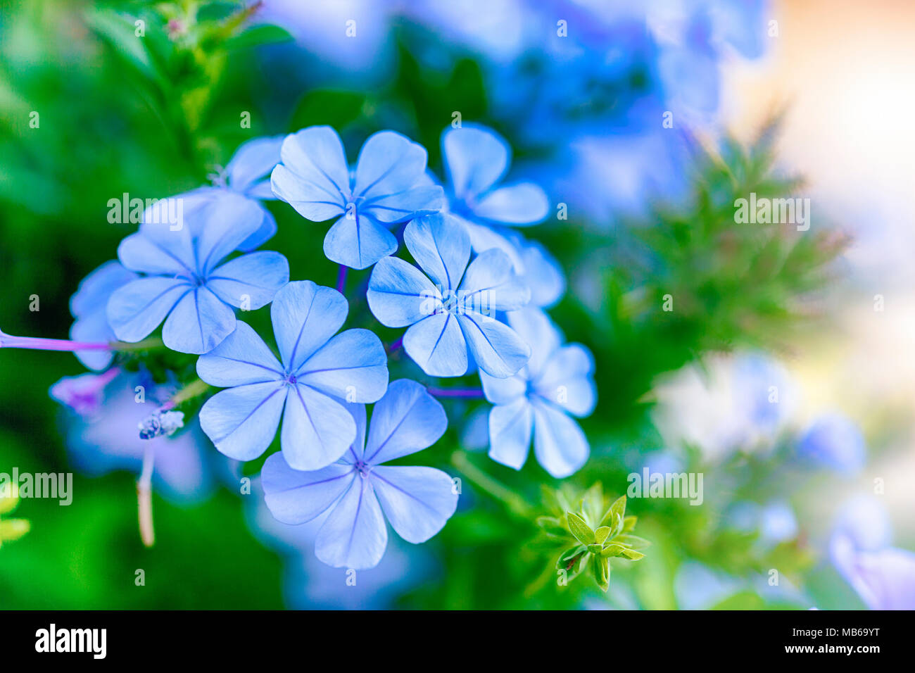 Beautiful blue flowers in nature Stock Photo - Alamy