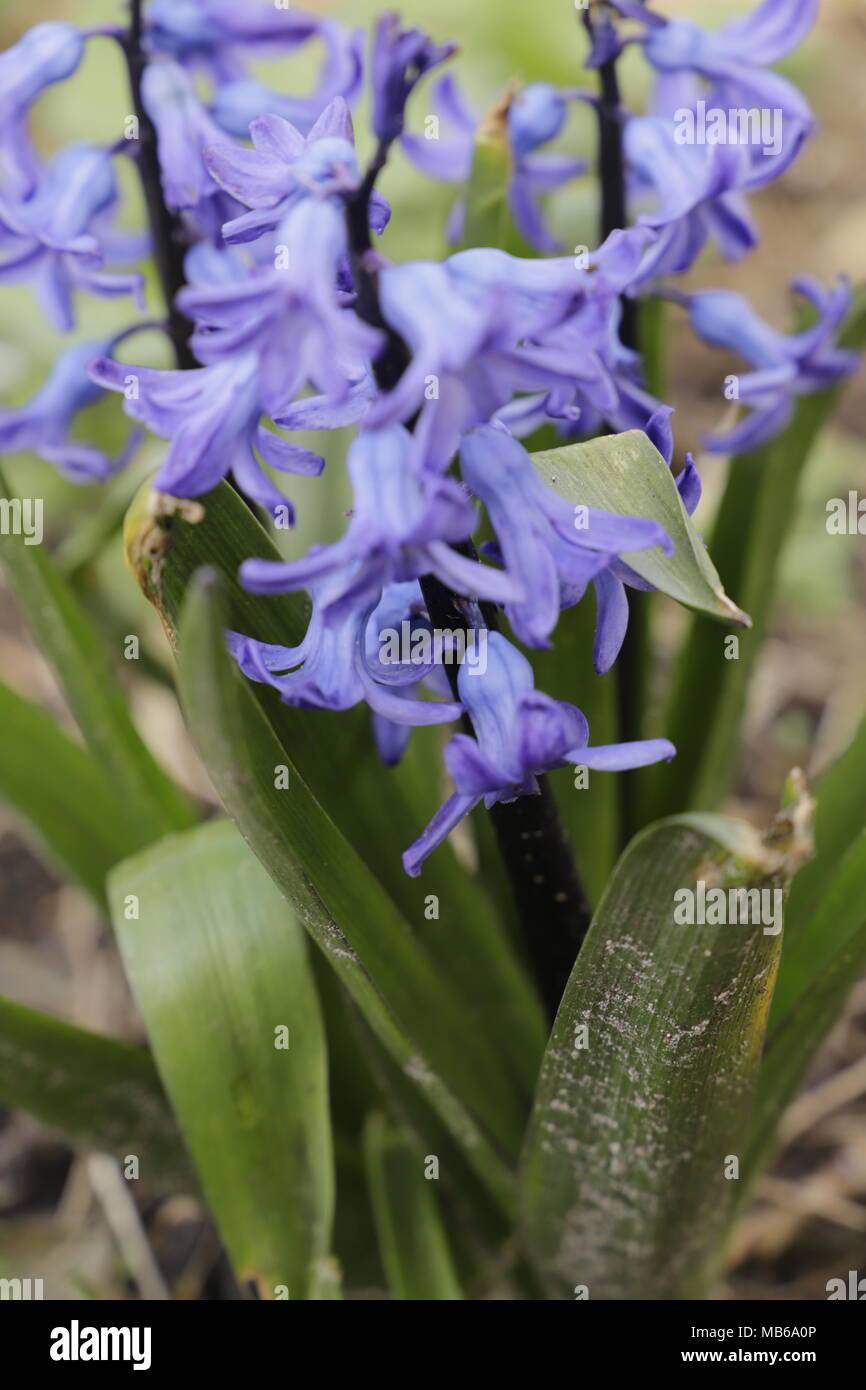 Hyacinthus spring flowers Stock Photo - Alamy