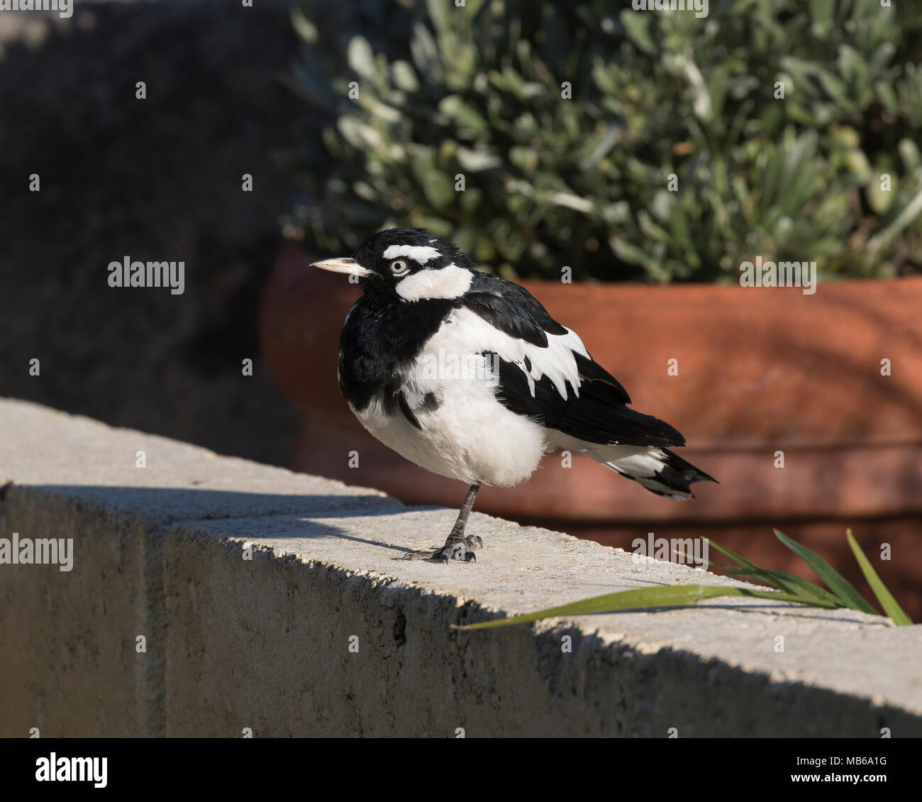A Magpie-lark (Grallina cyanoleuca) in a suburban Perth garden, Western ...