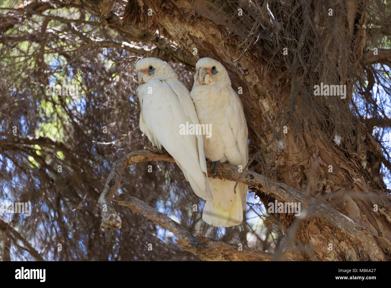 A pair of Little Corellas (Cacatua sanguinea) in Neil Hawkins Park ...