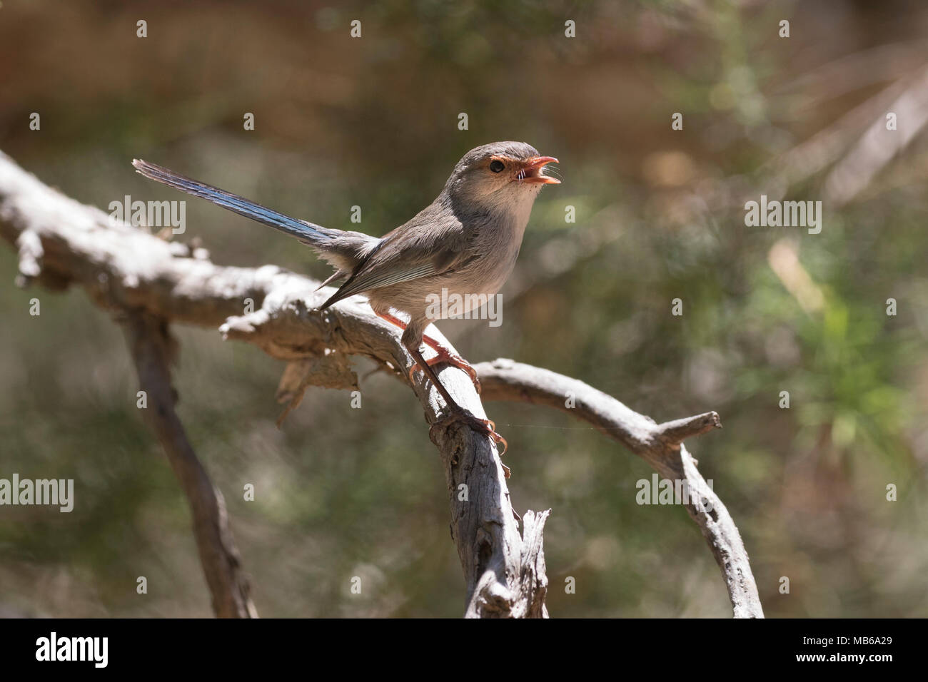 A female Splendid Fairy-wren (Malurus splendens) singing beside Lake ...