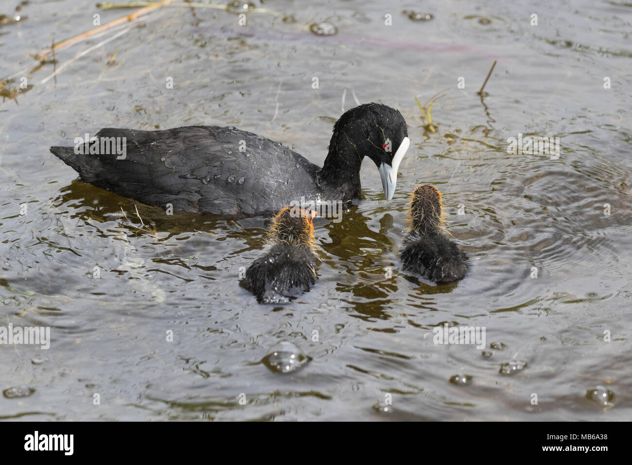 An Eurasian Coot (Fulica atra) feeding its chicks by Neil Hawkins Park ...