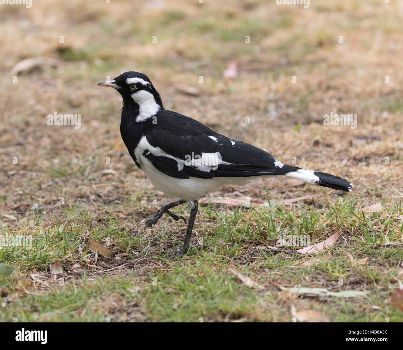 A Magpie-lark (Grallina cyanoleuca) in Neil Hawkins Park, Lake ...