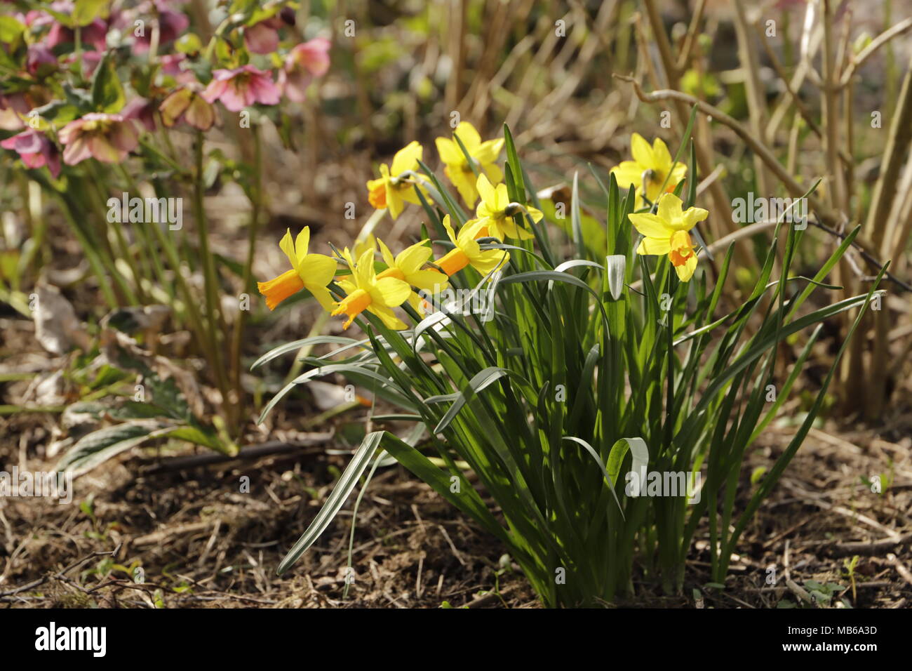 Daffodils real spring flowers Stock Photo - Alamy