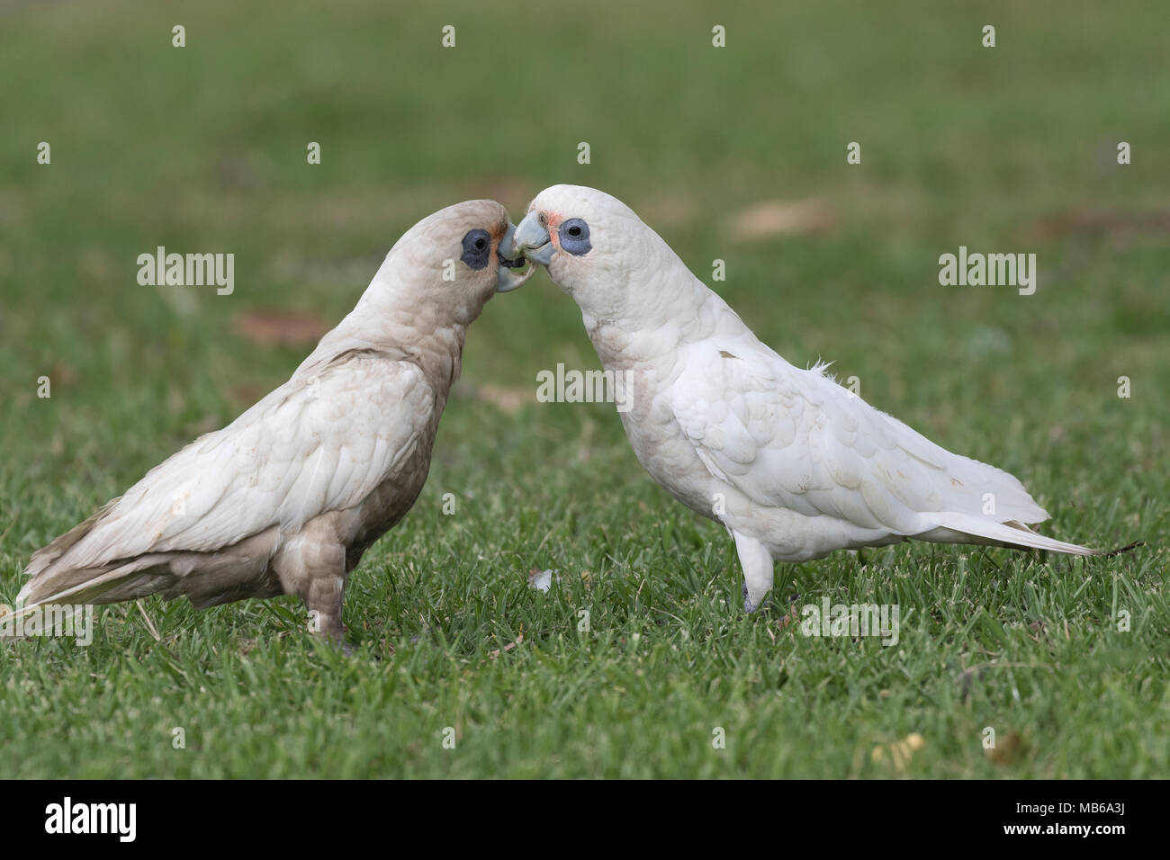 An adult and juvenile Little Corella (Cacatua sanguinea) in Neil ...