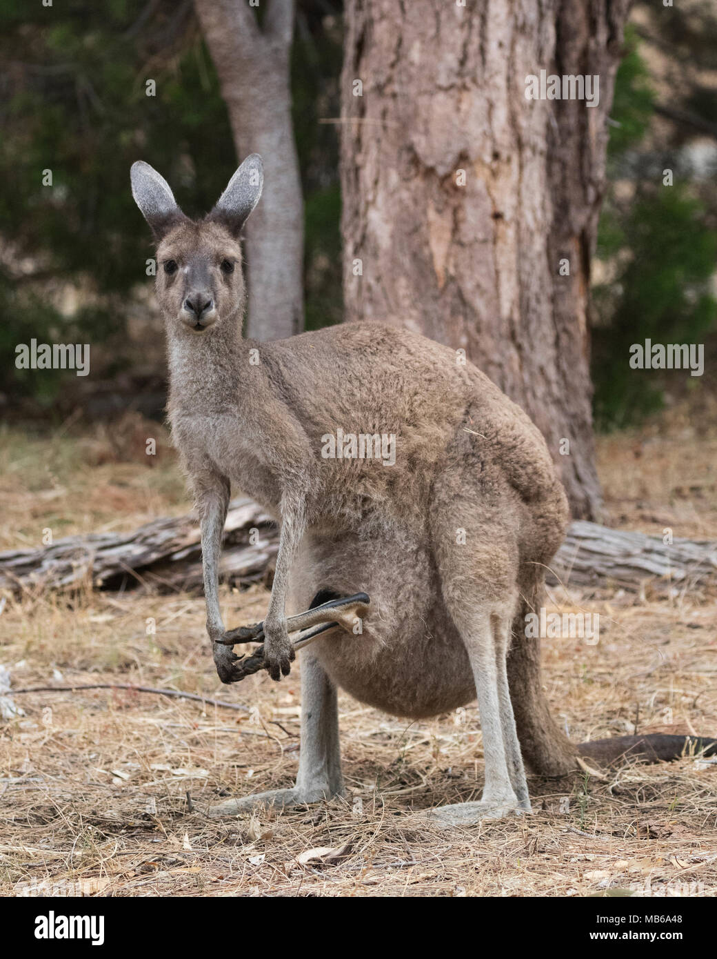 Are Dogs Allowed At Pinnaroo Memorial Park