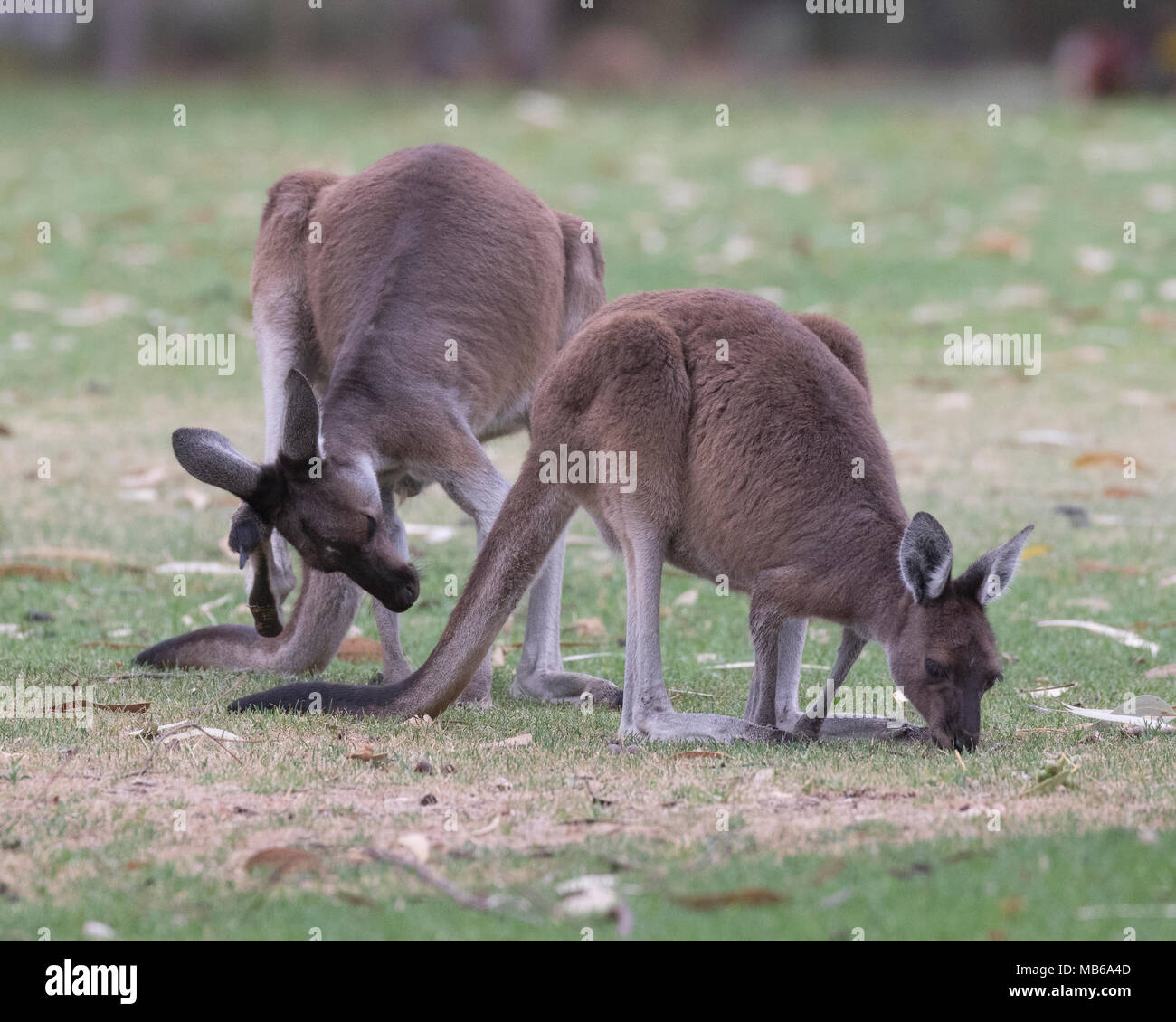 Pinnaroo cemetery hi-res stock photography and images - Alamy