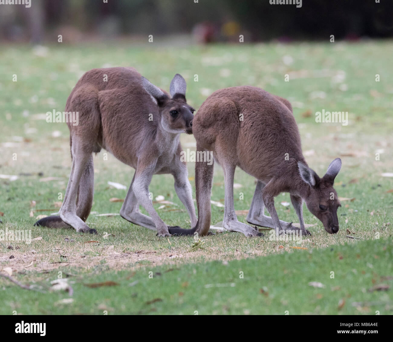 Are Dogs Allowed At Pinnaroo Cemetery