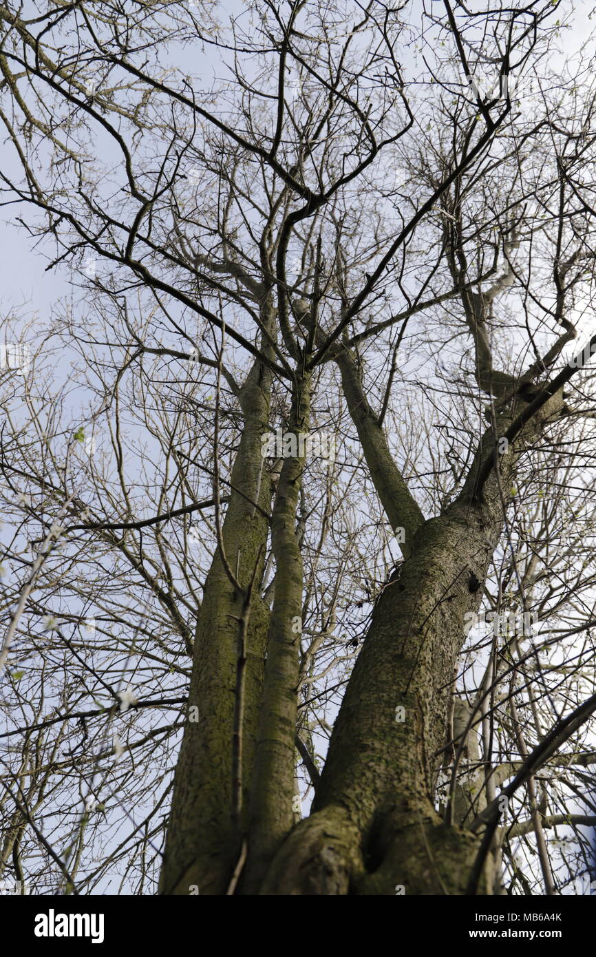 tree in frog perspective Stock Photo - Alamy