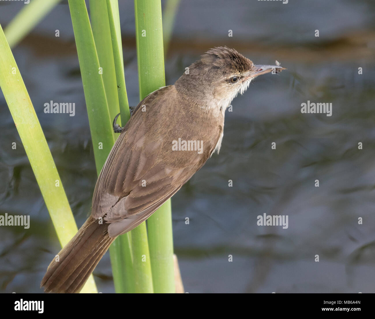 An Australian Reed-Warbler (Acrocephalus australis) with food for young ...