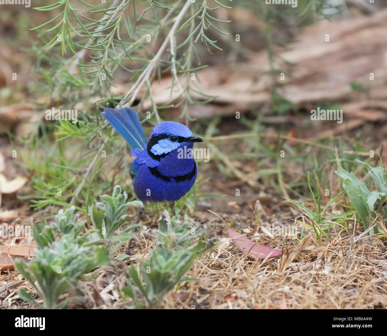 A male Splendid Fairy-wren (Malurus splendens) at Lake Joondalup ...