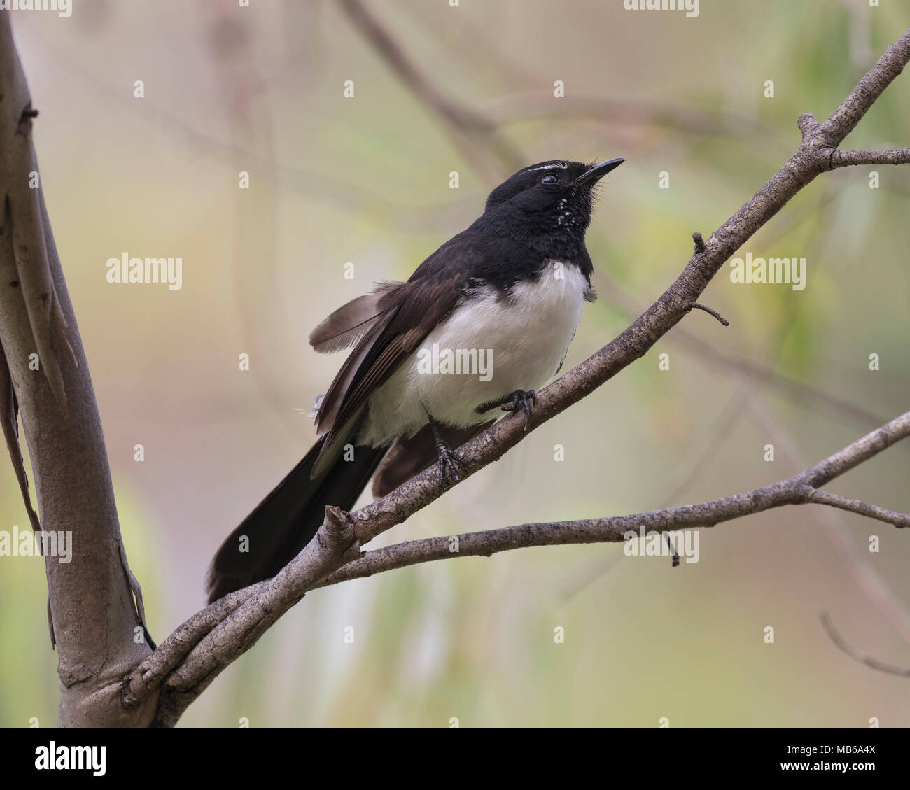 An australian willie wagtail hi-res stock photography and images - Alamy