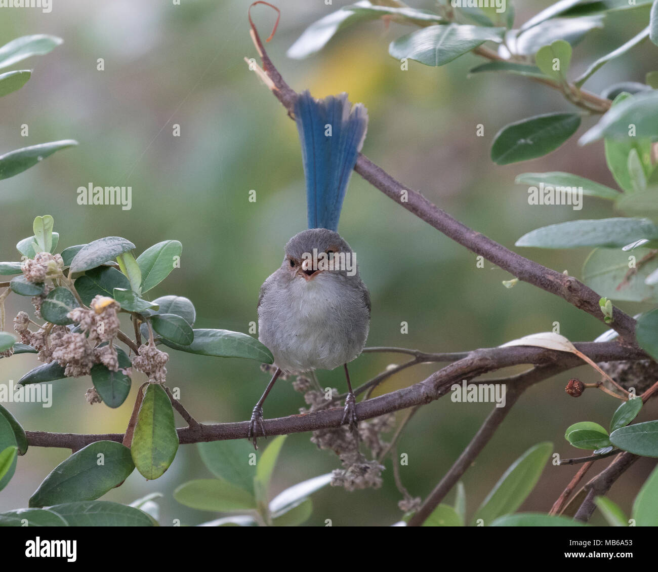 A female Splendid Fairy-wren (Malurus splendens) at Lake Joondalup ...