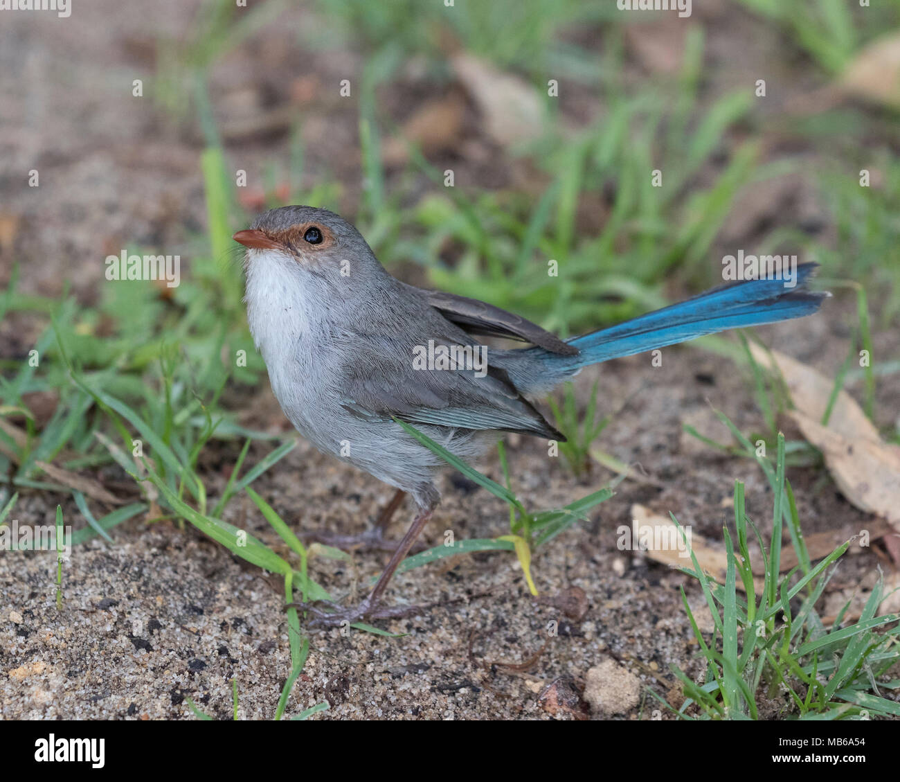 A female Splendid Fairy-wren (Malurus splendens) at Lake Joondalup ...