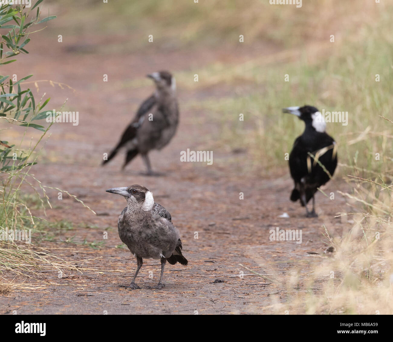 An Australian Magpie (Gymnorhina tibicen) in bush-land close to Lake ...