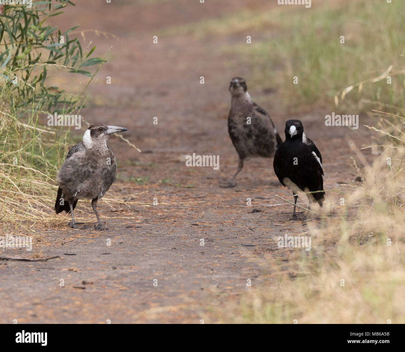 An Australian Magpie (Gymnorhina tibicen) in bush-land close to Lake ...