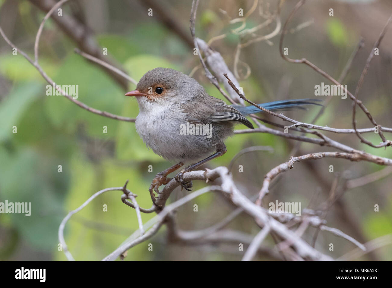 A female Splendid Fairy-wren (Malurus splendens) at Lake Joondalup ...