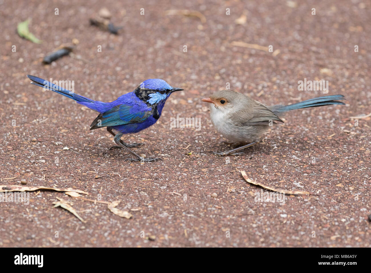Wrens australian wrens hi-res stock photography and images - Alamy