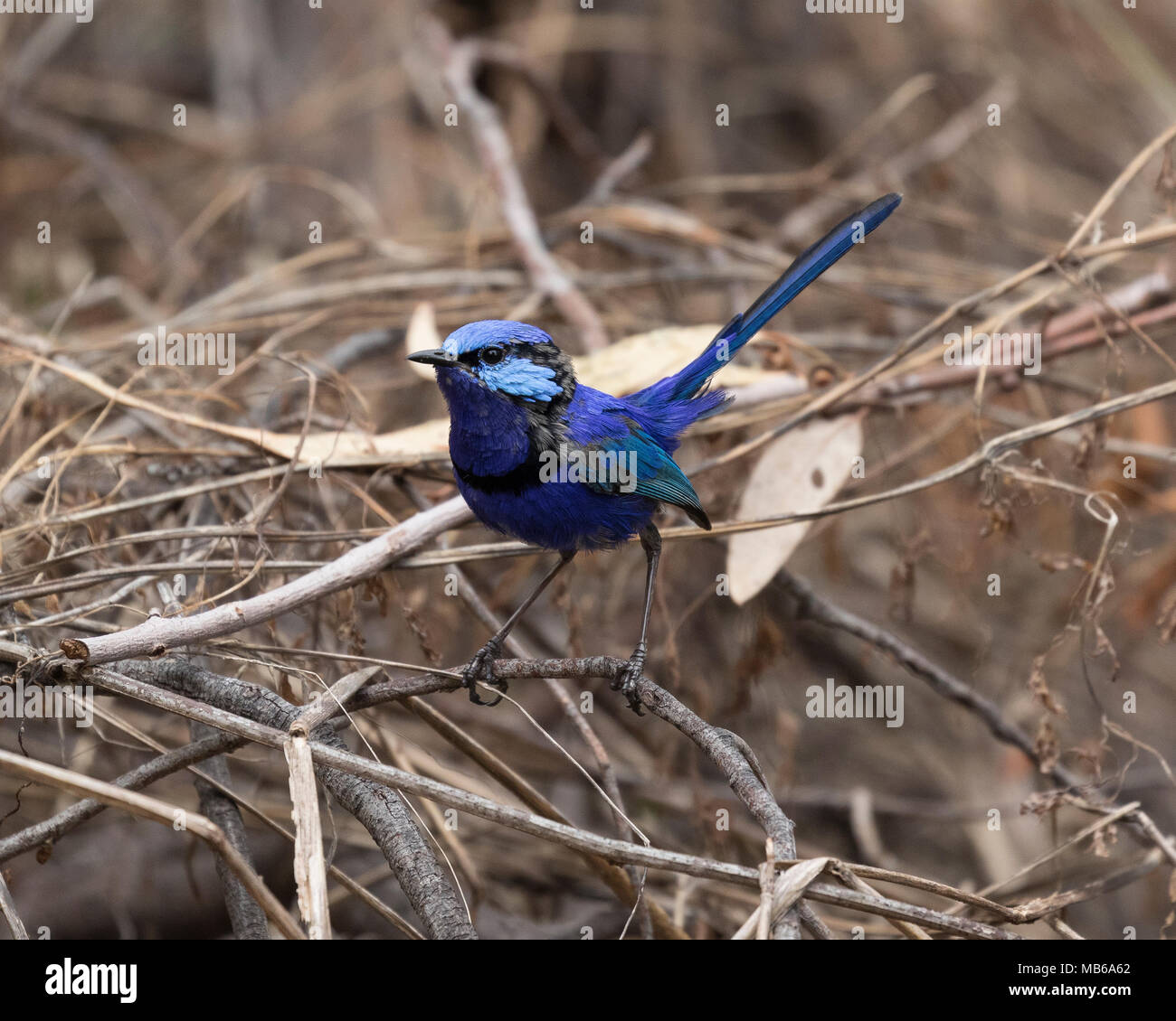 A male Splendid Fairy-wren (Malurus splendens) at Lake Joondalup ...