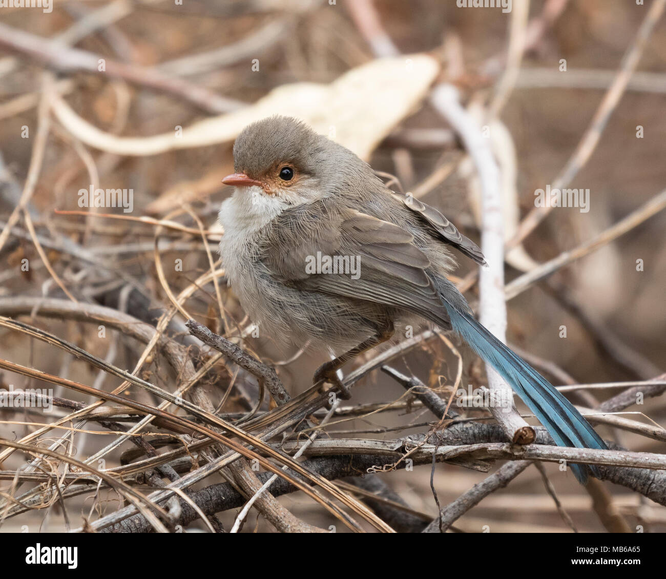 A female Splendid Fairy-wren (Malurus splendens) at Lake Joondalup ...