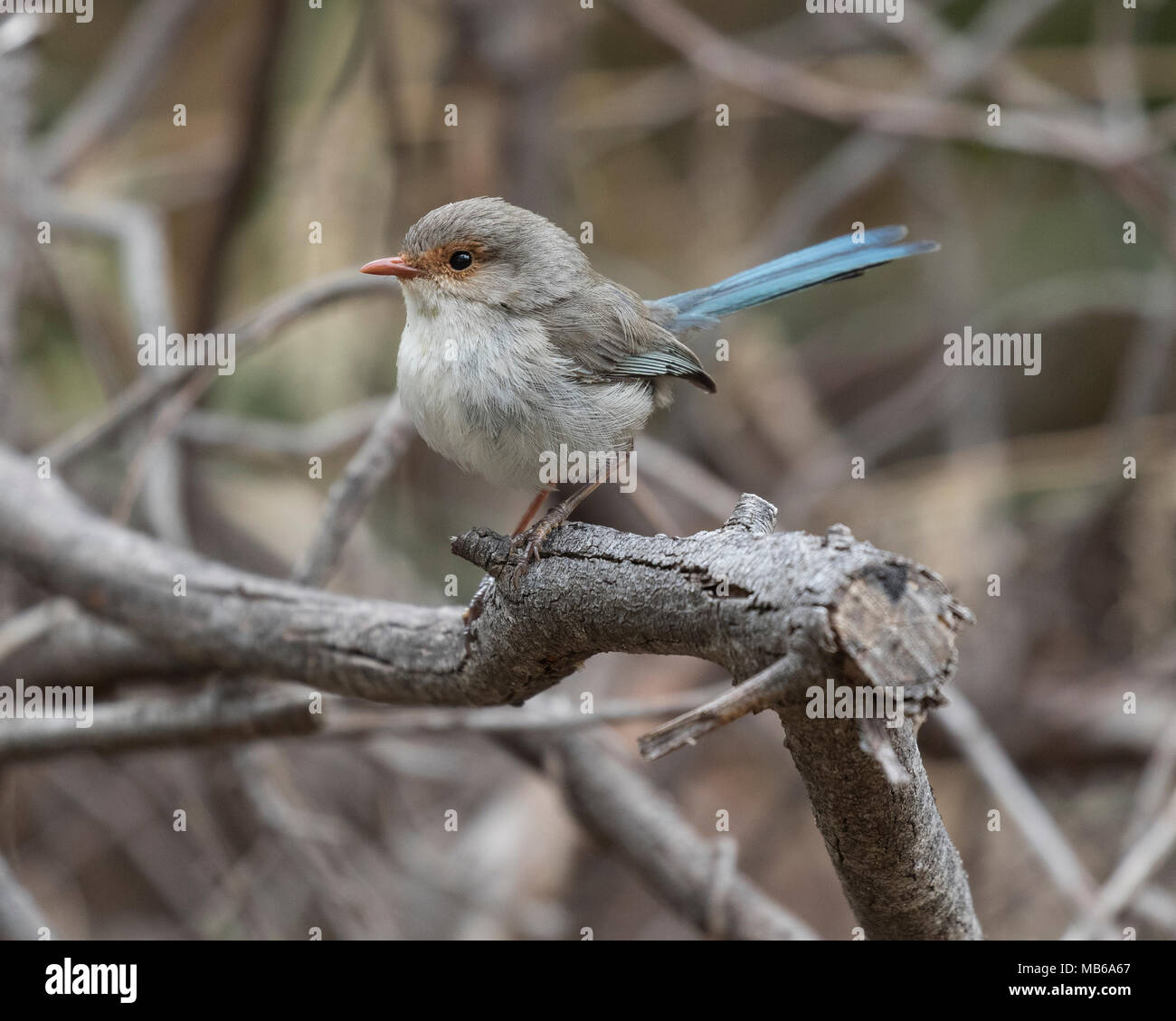Splendid Fairy Wren Female