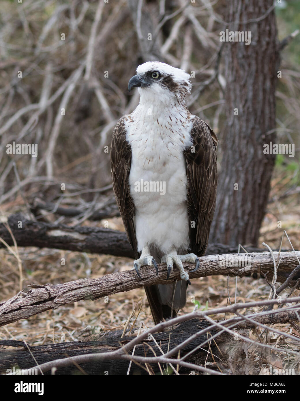 Eastern osprey australia hi-res stock photography and images - Alamy