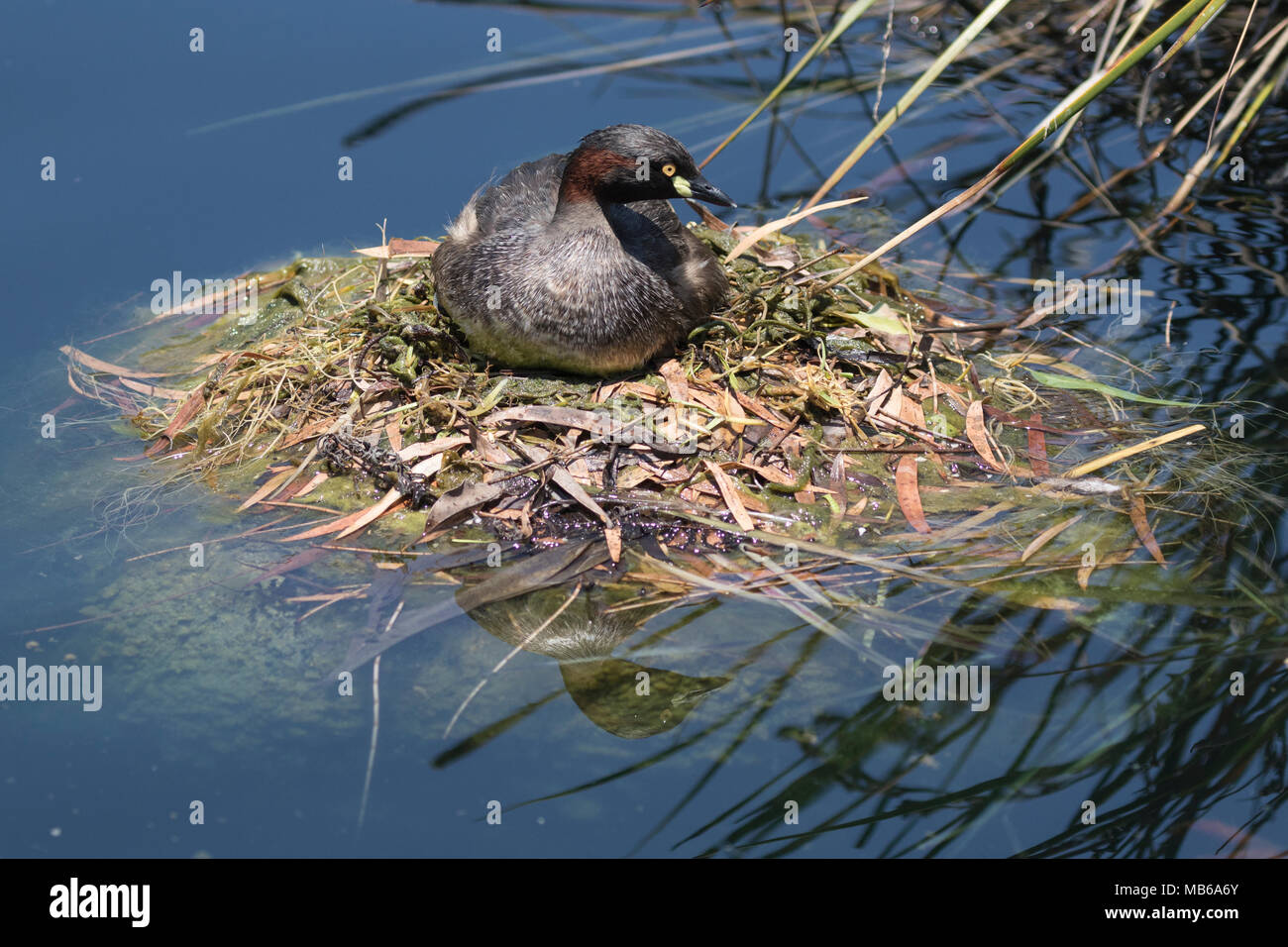 An Australasian Grebe (Tachybaptus novaehollandiae) on the nest at ...