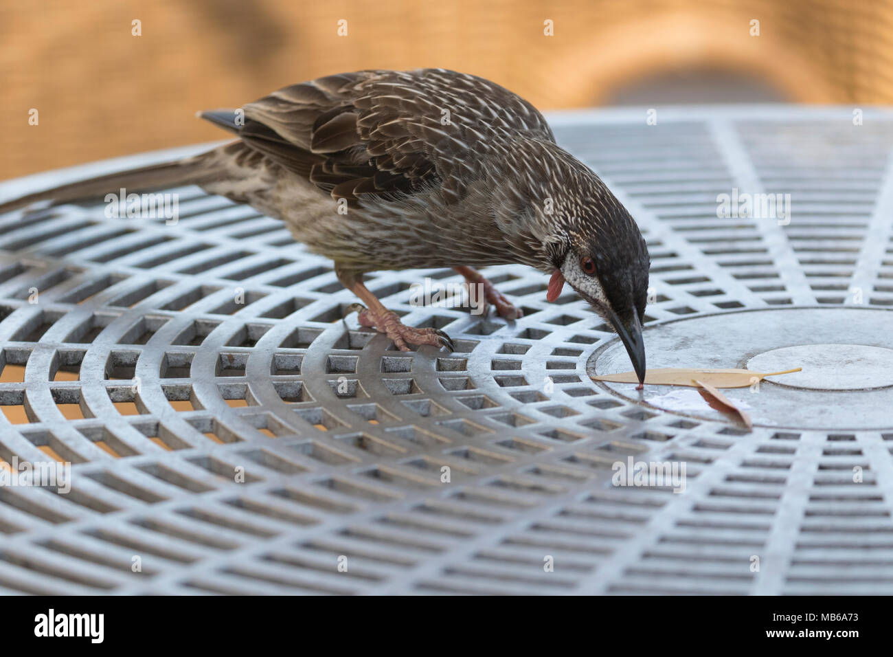 A Red Wattle Bird (Anthochaera carunculata) feeding from scraps left on ...