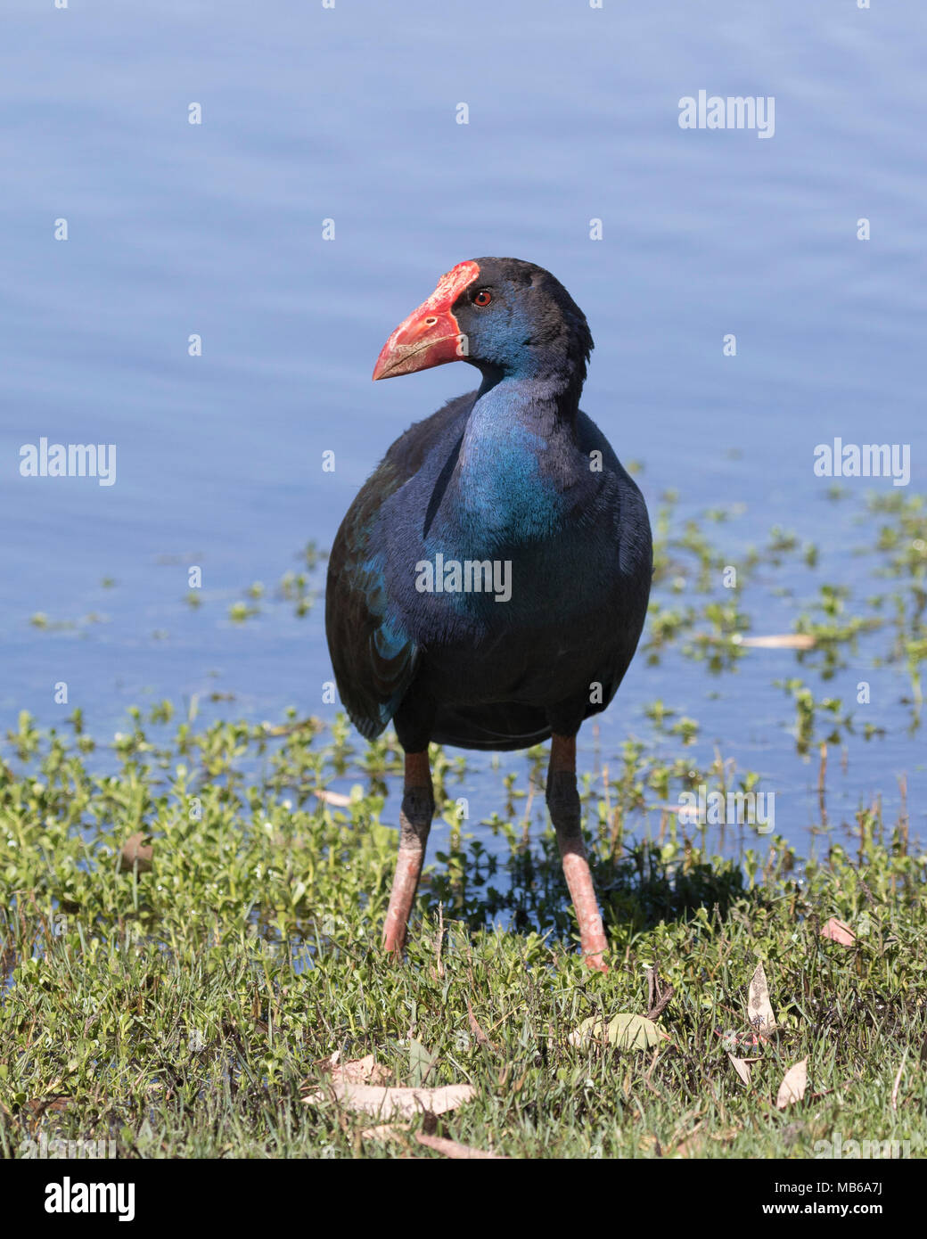 Australian swamp hen hi-res stock photography and images - Alamy