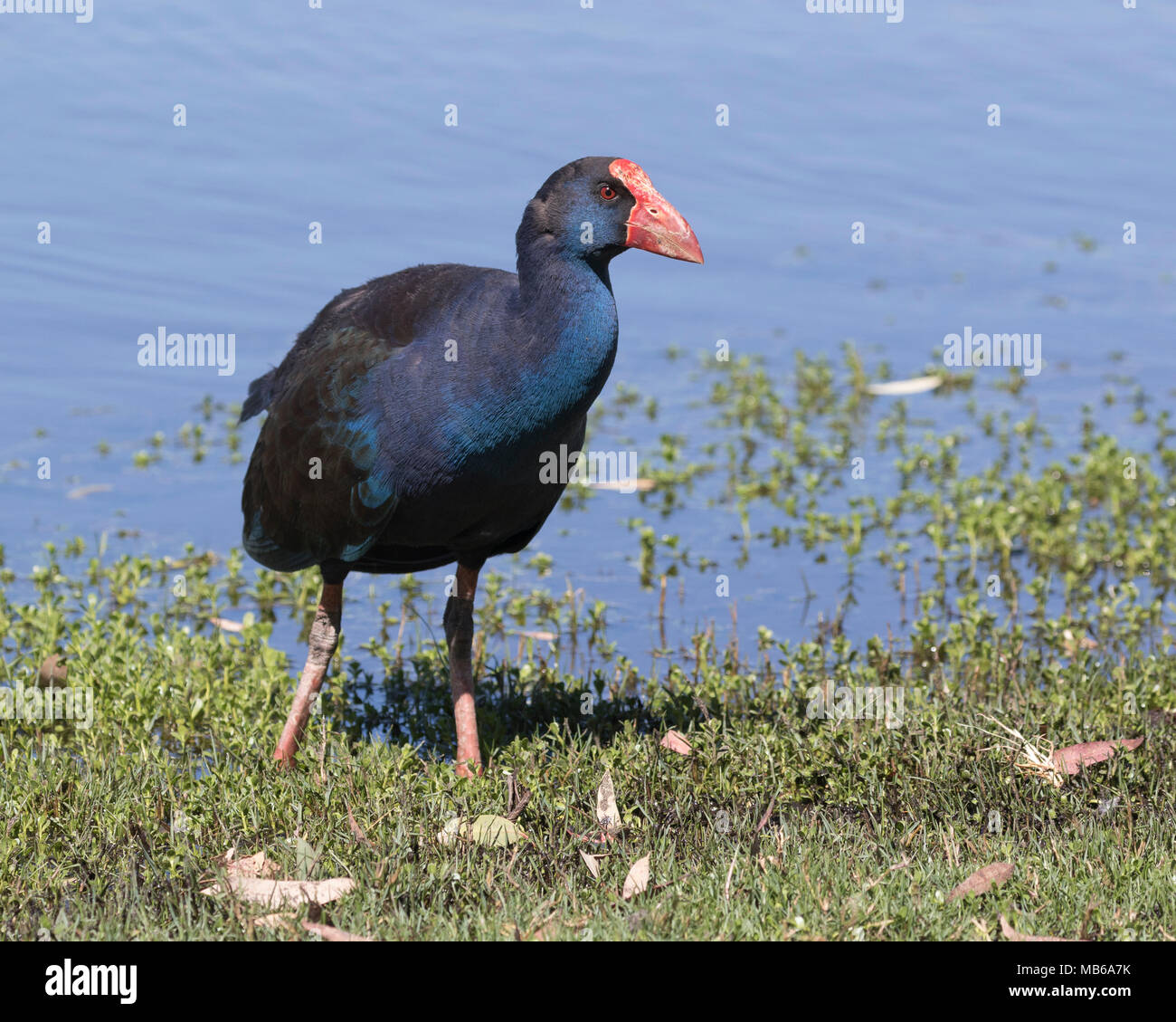 Australasian purple swamp hen hi-res stock photography and images - Alamy
