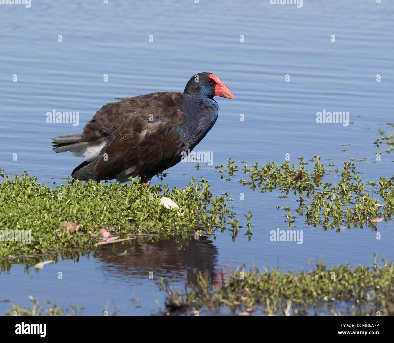 Australasian purple swamp hen hi-res stock photography and images - Alamy